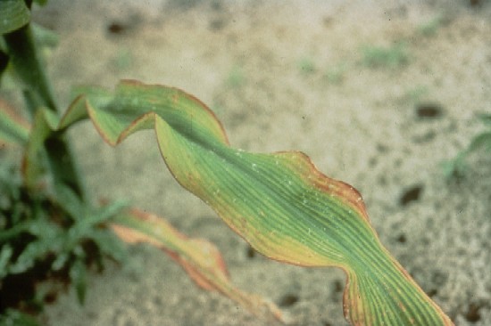 Magnesium Deficiency - MSU Extension Soil Fertility | Montana State ...